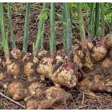Jual Bibit Benih Tanaman Jahe Gajah Unggul I Obat Herbal I Bumbu Masak ...