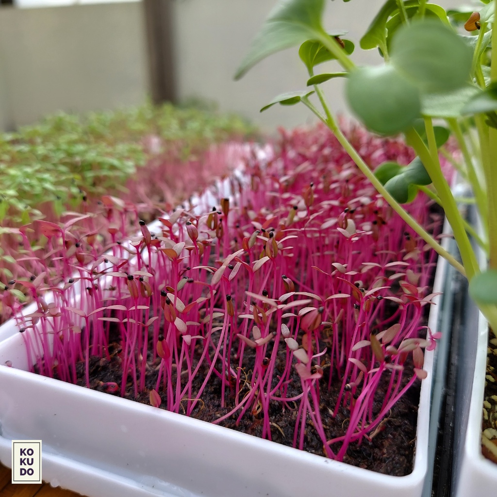 Jual Microgreens Growing Kit / Paket Menanam Sayur | Shopee Indonesia