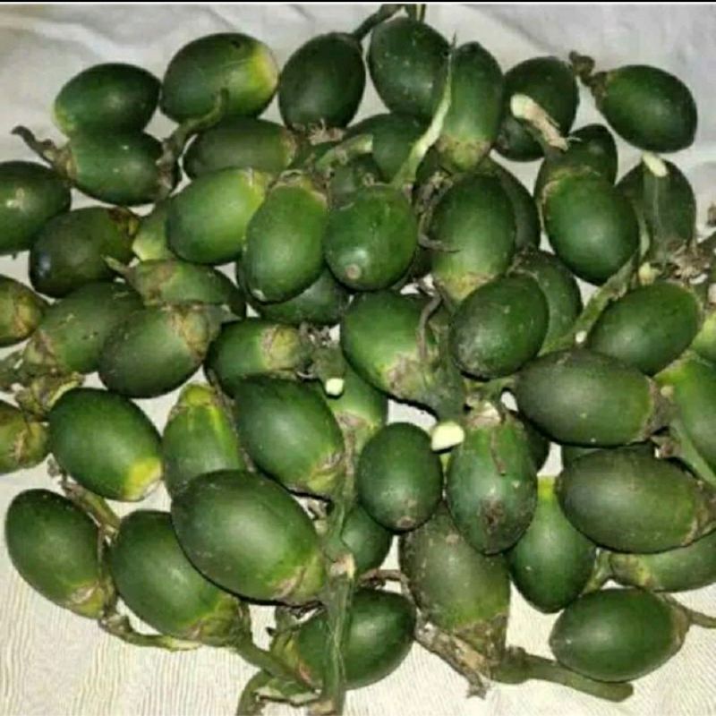 Jual Buah Pinang Segar/Jambe Muda Segar Alami 1 kg /Buah Jambe pinang ...