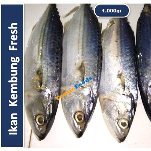 Jual Ikan Kembung - Kembung Banjar Fresh | 1.000gr [ Harga Per KG ...