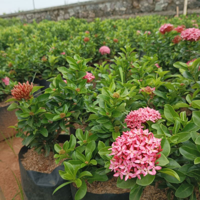 Jual Bibit Tanaman Bunga Soka Warna Warni Super Cantik Boleh Pilih ...