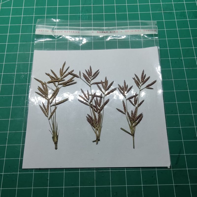 Jual Bunga Kering Tanaman Rumput Teki ladang/Cyperus Rondutus untuk ...