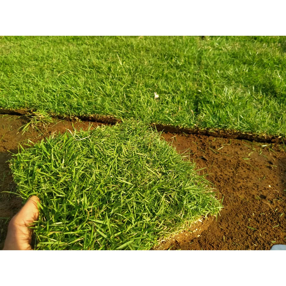 Jual Tanaman Rumput Jepang (zoysia japonica)Per 1 Meter - Rumput Jepang ...