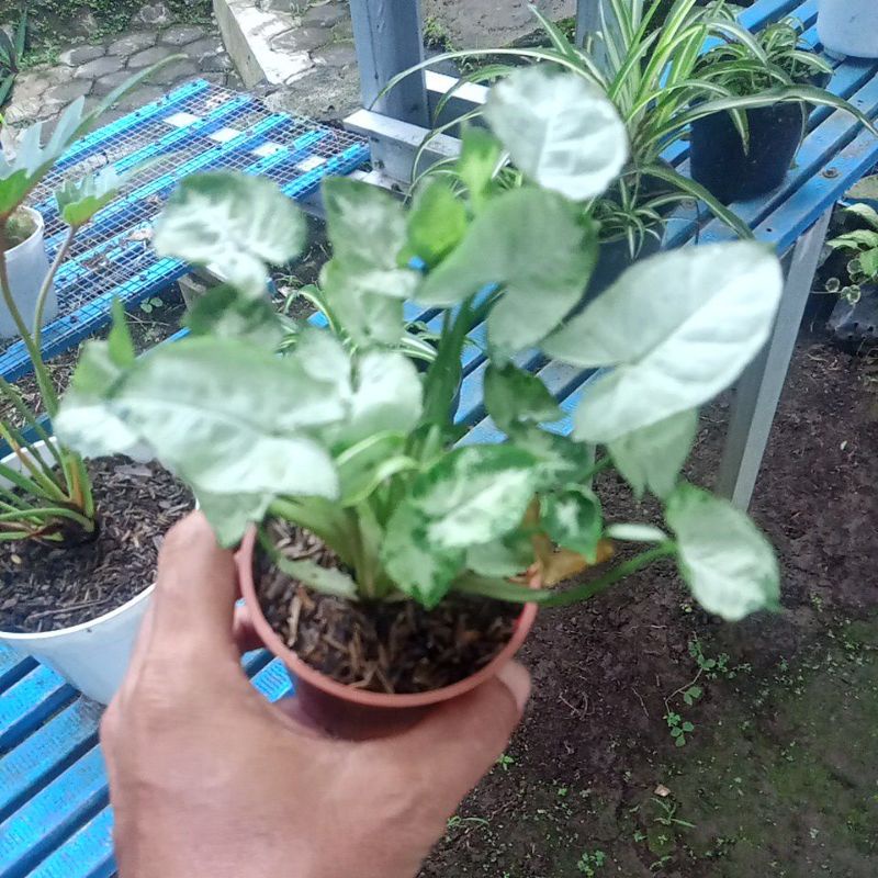 Jual SINGONIUM MINI MUNGIL | Shopee Indonesia