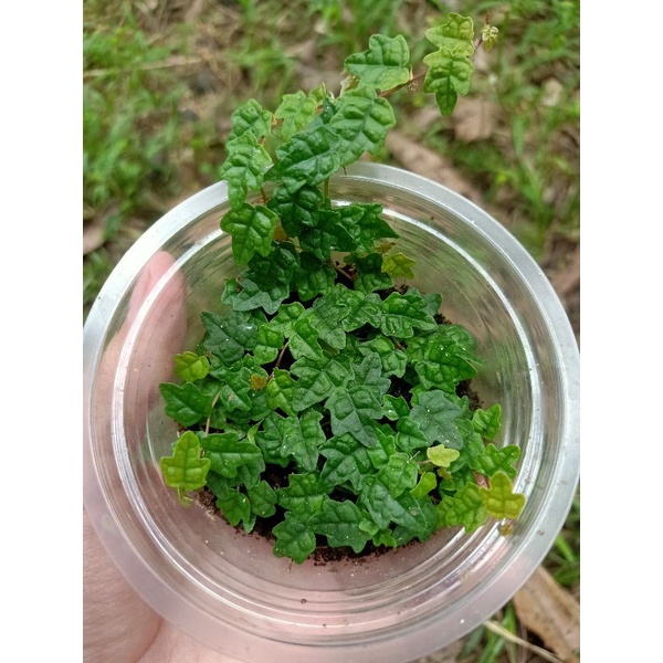 Jual Ficus Pumila Quercifolia Ekonomis | Shopee Indonesia