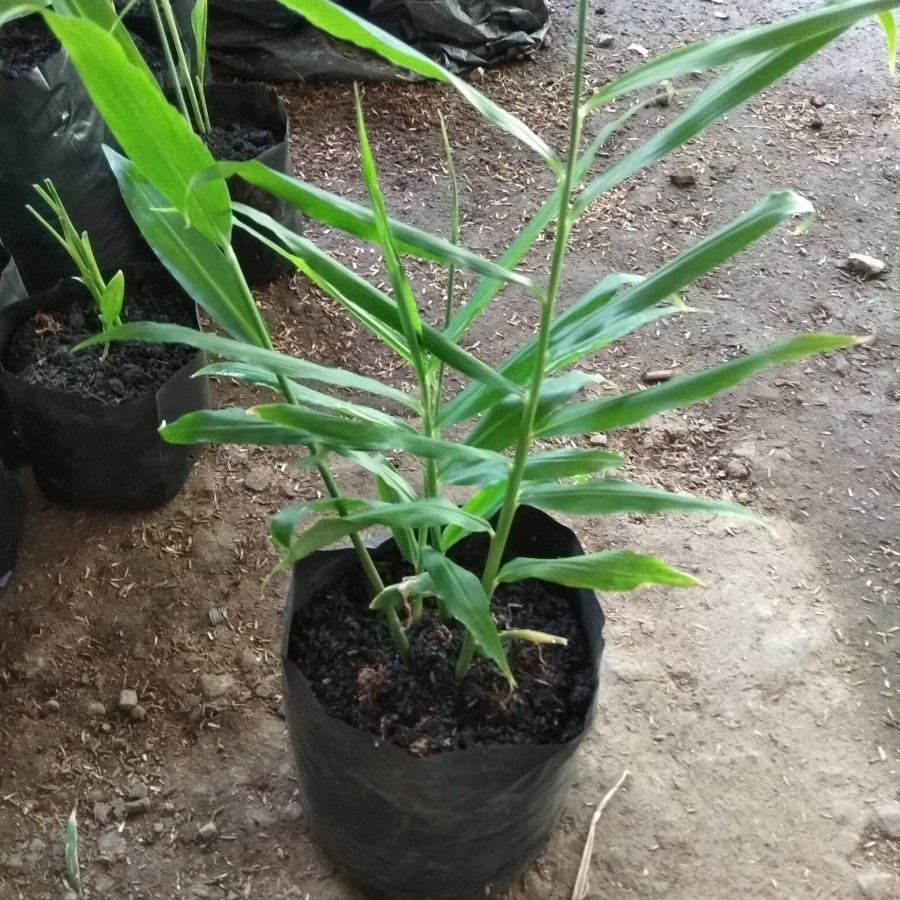 Jual Bibit Tanaman Herbal Jahe Putih / Pohon Jahe Putih | Shopee Indonesia