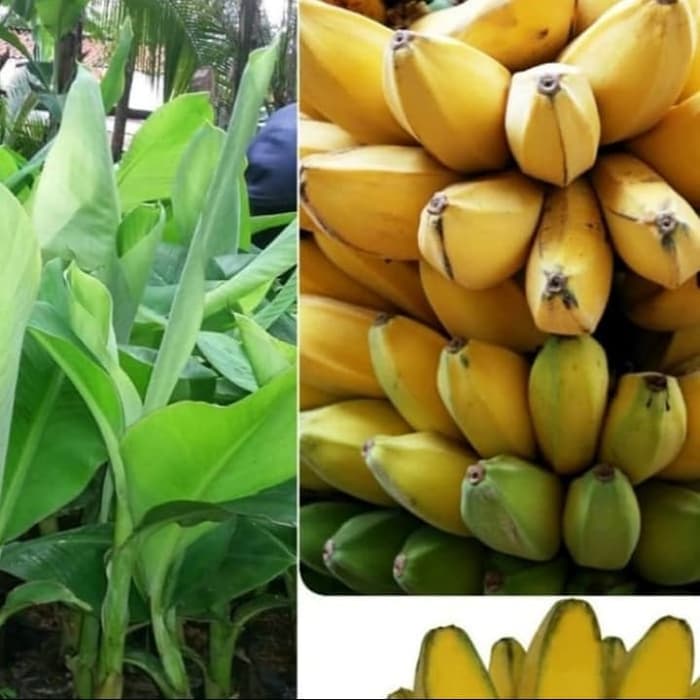 Jual Bibit Pisang Kepok kuning super / pohon pisang kepok / Pohon ...