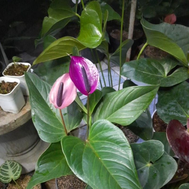 Jual Anthurium Bunga Ungu (impor) | Shopee Indonesia