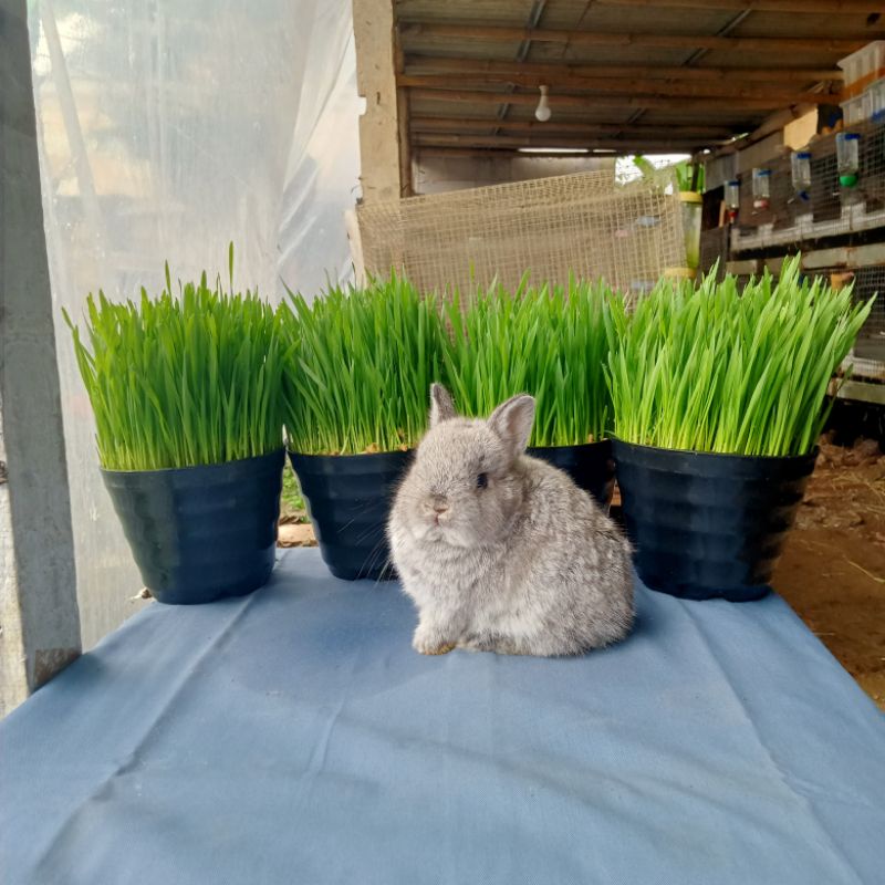 Jual Kelinci Mini Netherland Dwaft Kualitas Bagus | Shopee Indonesia