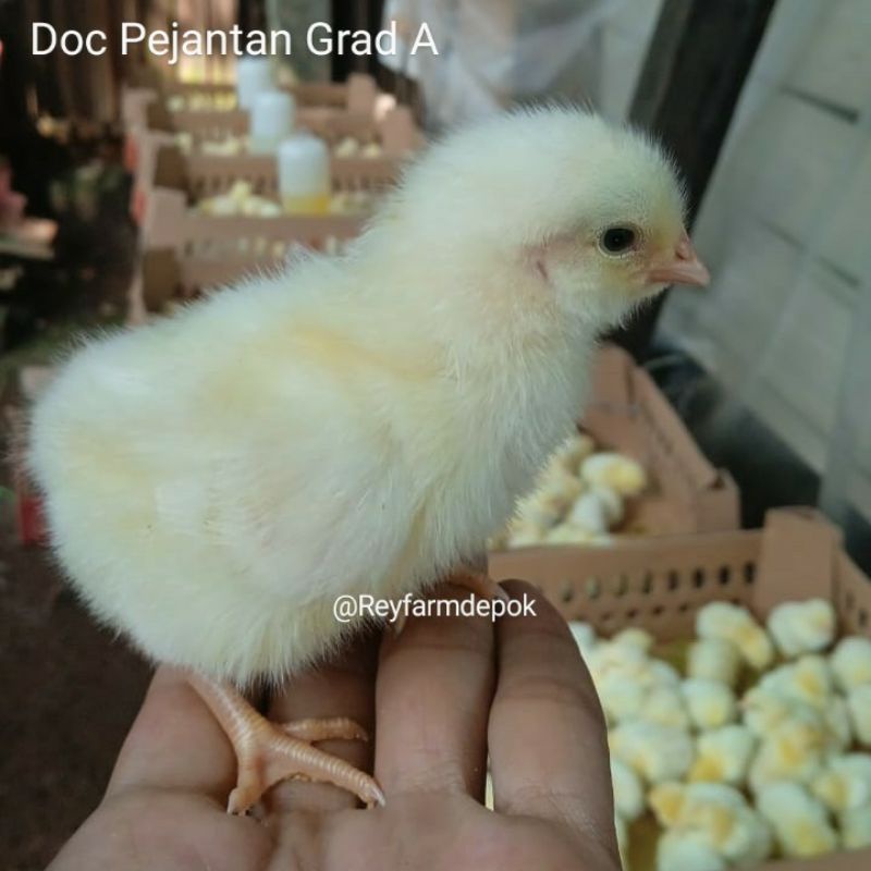Jual ANAK AYAM NEGERI / DOC PEJANTAN | Shopee Indonesia