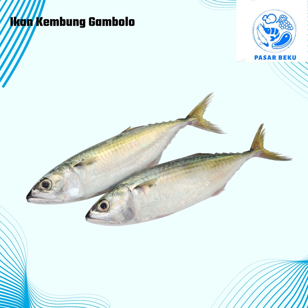 Jual Ikan Kembung Ikan Gambolo Segar 500gr Pasar Beku Padang | Shopee ...