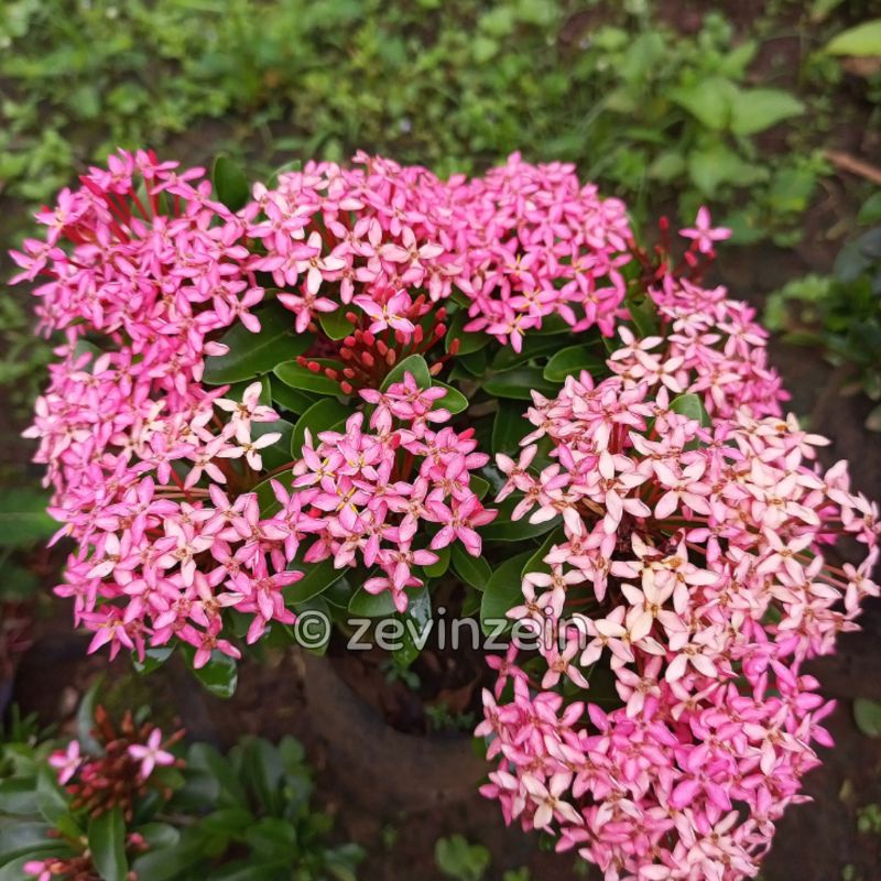 Jual Soka Pink / Asoka Pink Daun Kecil | Shopee Indonesia