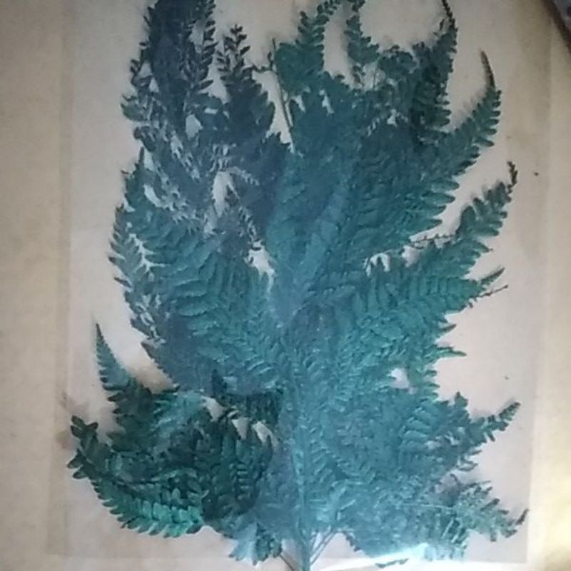Jual daun pakis kering | Shopee Indonesia