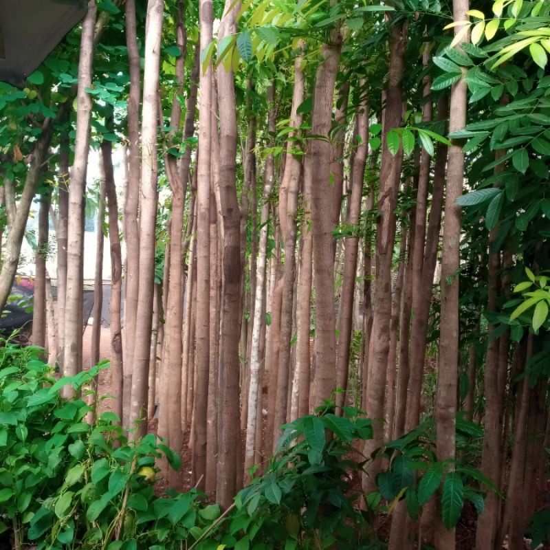 Jual Bibit Tanaman Pohon Mahoni Unggul Siap Tanam | Shopee Indonesia