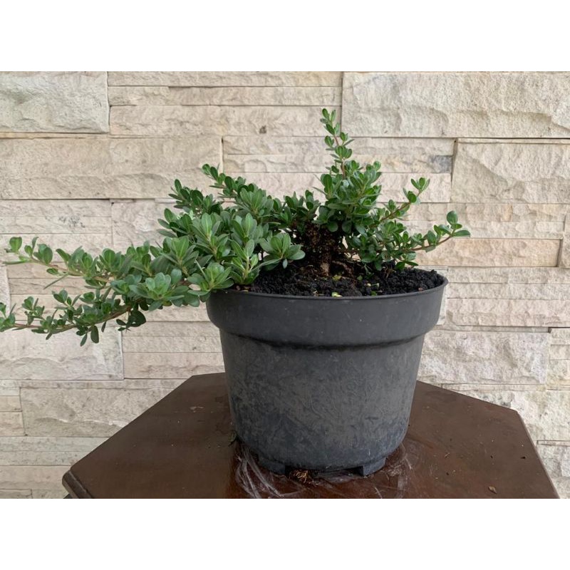 Jual tanaman hias bonsai santigi setigi stigi size mame | Shopee Indonesia