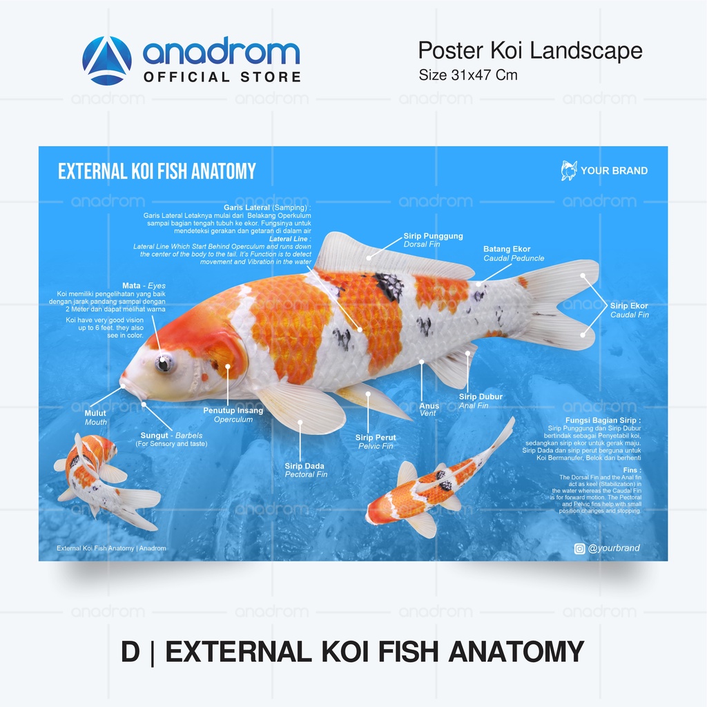 Jual Poster & Stiker Ikan Koi Landscape I Poster Koi Varieties | Poster ...