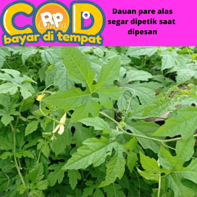 Jual Daun pare alas dipetik saat di pesan 250 gram | Shopee Indonesia
