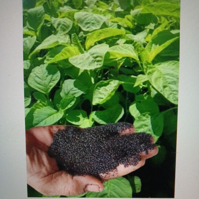 Jual BIBIT BENIH BAYAM HIJAU 500 G - CAHAYA AGRI | Shopee Indonesia