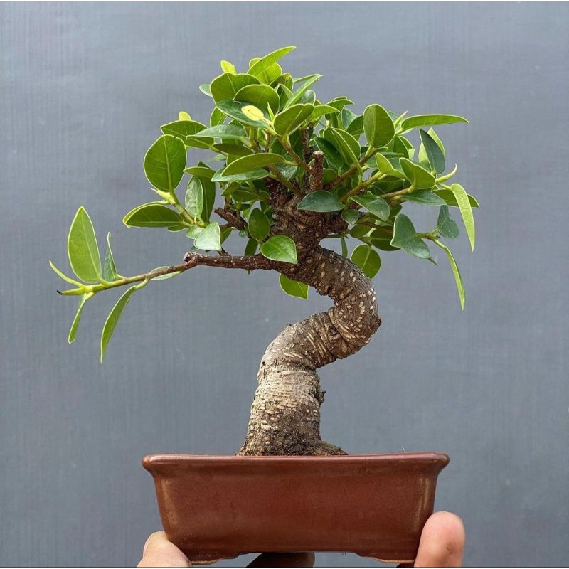 Jual tanaman bonsai kimeng (Ficus microcarpa) medium siap tampil ...