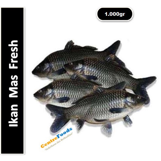 Jual Ikan Mas - Ikan Karper Fresh | 1.000gr [ Harga Per KG ] | Shopee ...