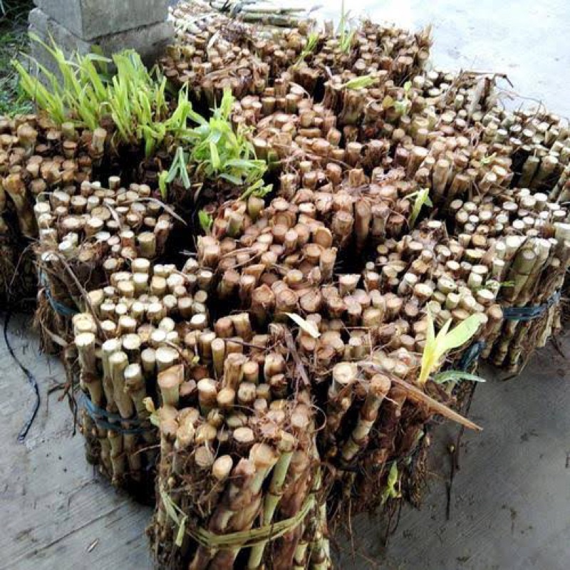 Jual Bibit Rumput pakcong Super 1kg Murah | Shopee Indonesia