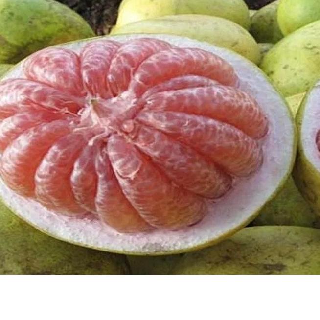 Jual Buah Jeruk Bali / Jeruk Pamelo Manis Segar Fresh | Shopee Indonesia