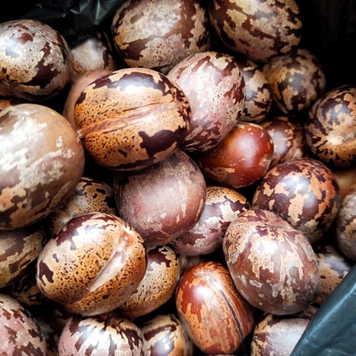 Jual biji pohon karet benih, biji karet kerajinan tangan, biji karet ...