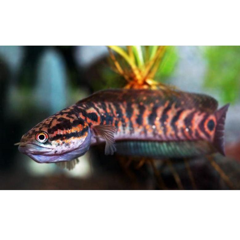 Jual [KODE NAYSK] channa asiatica rs (red spot) | Shopee Indonesia