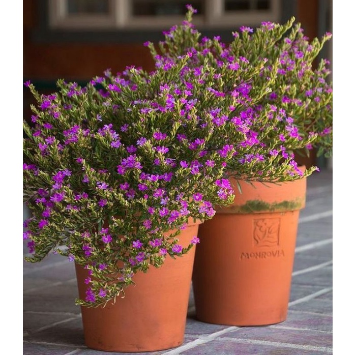 Jual Bibit tanaman bunga false heather/Taiwan beauty (Cuphea ...