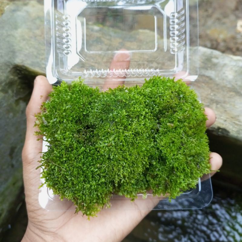 Jual ricardia mini moss aquascape media mika | Shopee Indonesia