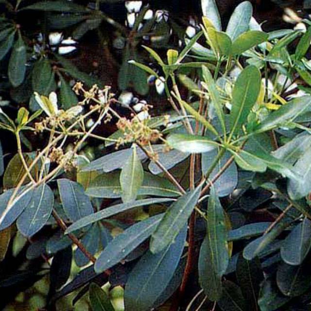 Jual Herbal Daun Pule Segar | Daun Pohon Lame Basah | Shopee Indonesia