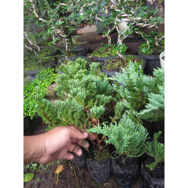 Jual Cemara Blue Sinensis | Shopee Indonesia