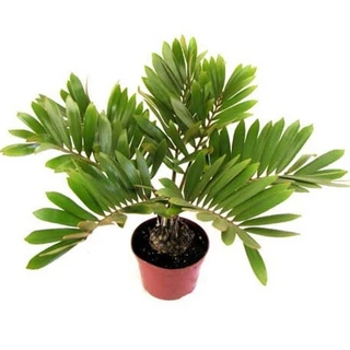 Jual Zamia Terlengkap & Harga Terbaru Juli 2024 | Shopee Indonesia