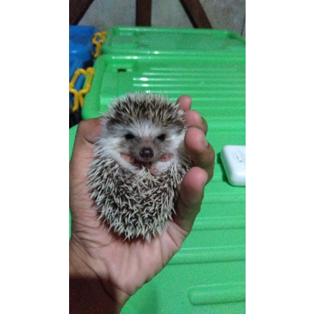 Jual landak mini anakan jenis albino,saltpaper,pinto,cinnamon,cinnicot ...