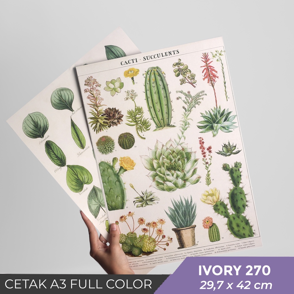Jual Cetak A3 Full Color (29,7x42 cm) #Ivory 270 gsm - Cetak Full ...