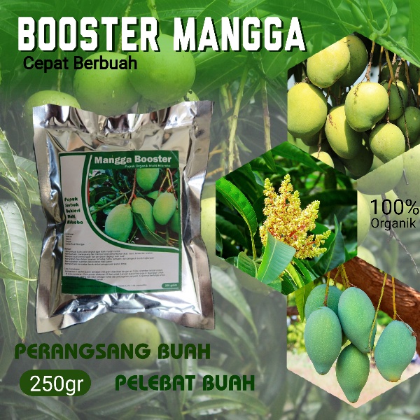 Jual Pupuk Booster Mangga Organik Pelebat Buah Anti Rontok Bunga Obat Perangsang Buah Mangga ...
