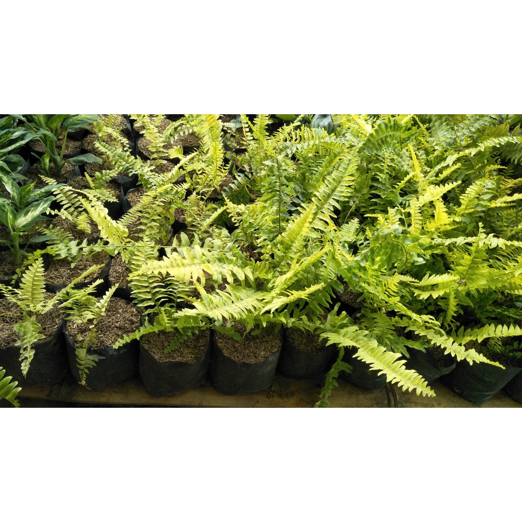 Jual Tanaman hias bunga pakis boston varigata ( Nephrolepsis exaltata ...