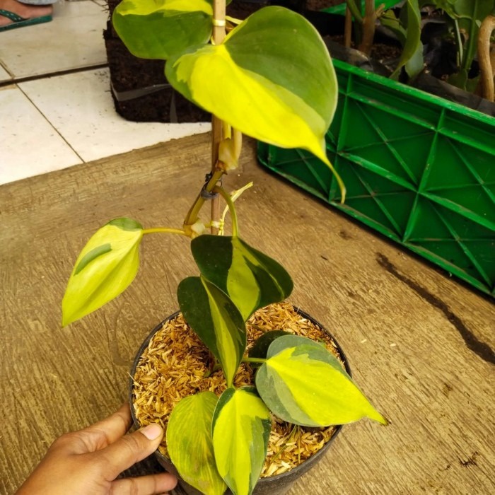 Jual Tanaman Sirih Gading Brazil, tanaman hias sirih gading, tanaman ...