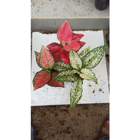 Jual aglonema paket 100rb (red anja,dut anja,snowhite) | Shopee Indonesia
