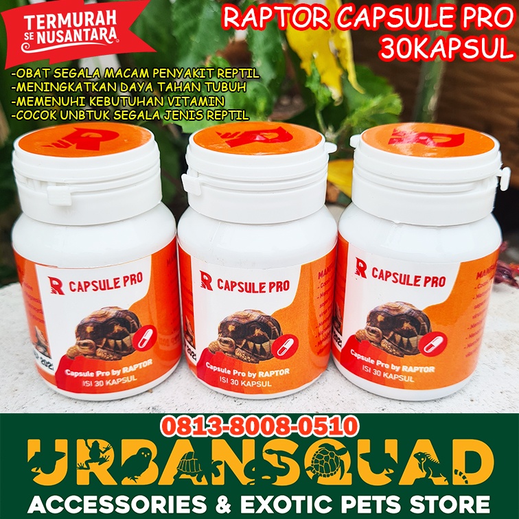 Jual CAPSULE PRO RAPTOR 30 KAPSUL OBAT LEMAS SAKIT TORTRO SULCATA CARE ...
