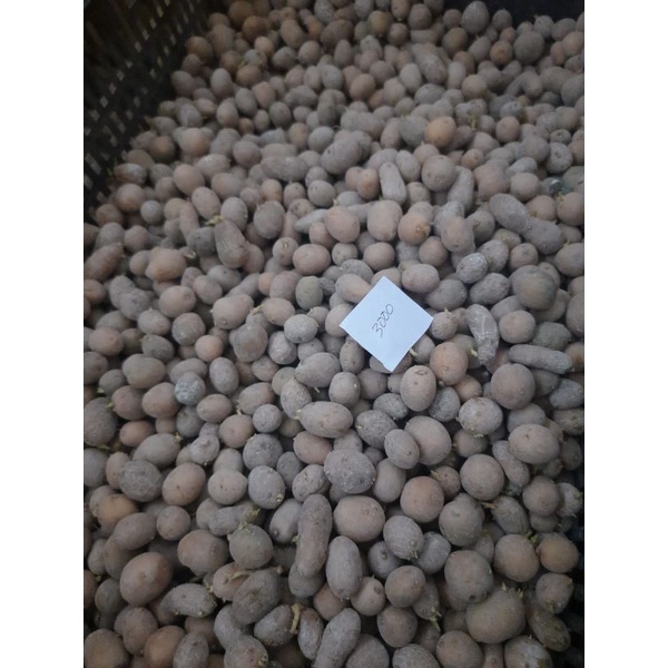 Jual benih kentang G0 Varietas Granola Kembang | Shopee Indonesia