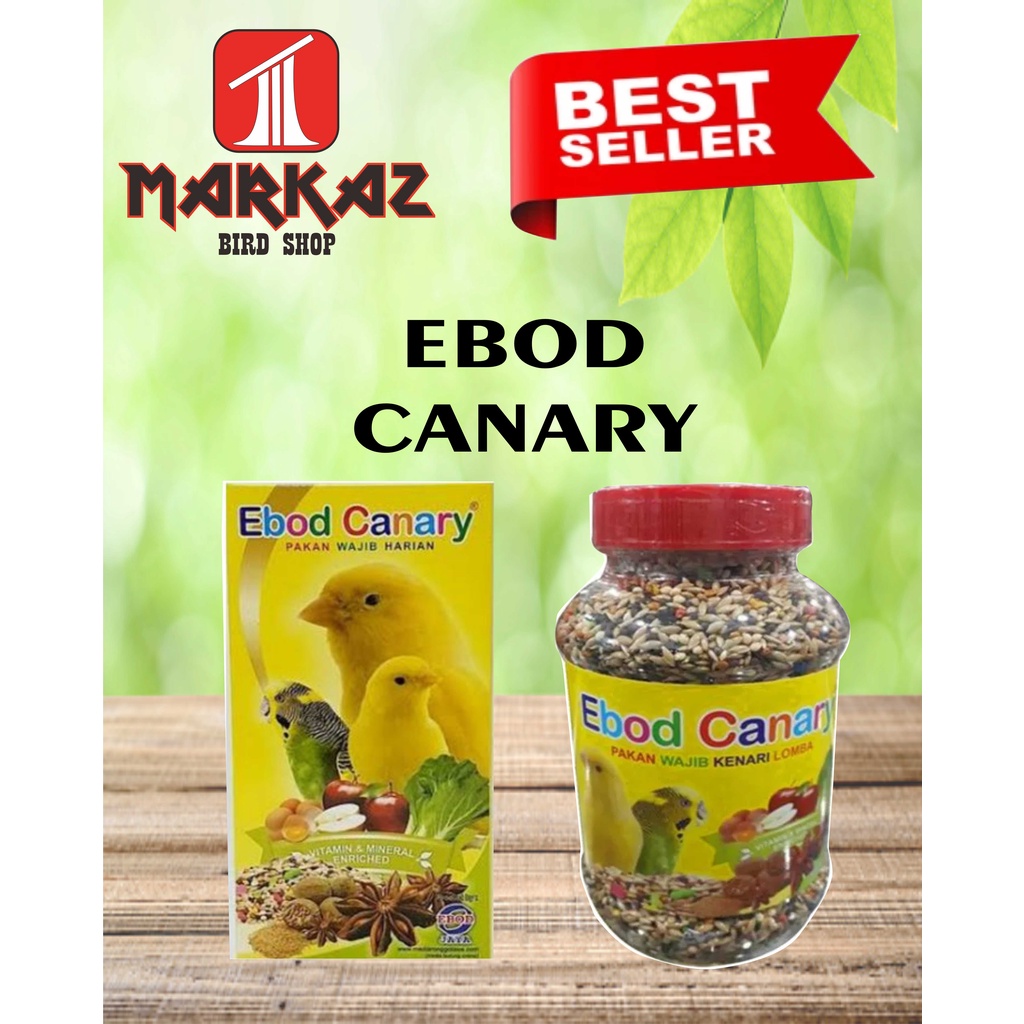 Jual EBOD KENARI | BURUNG KENARI | Shopee Indonesia
