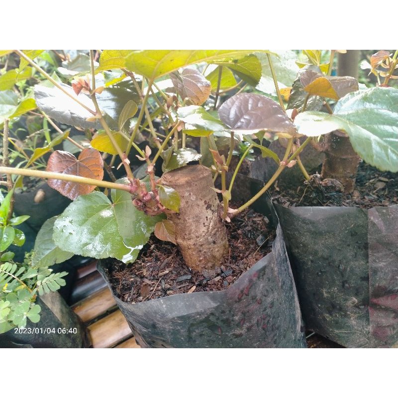 Jual bahan bonsai stek waru merah bisa bayar di tempat | Shopee Indonesia