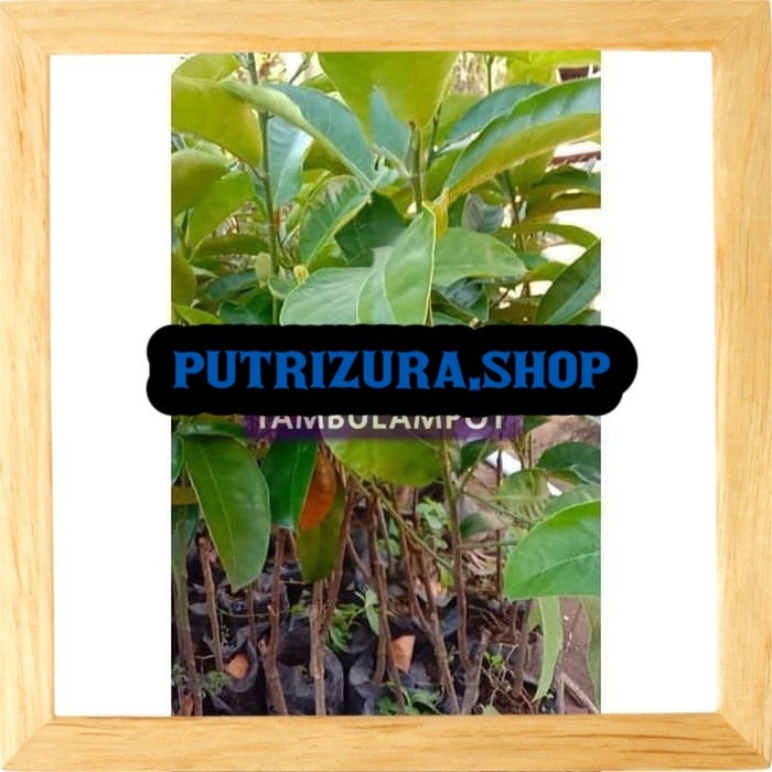 Jual KWALITAS TERBAIK Bibit Tanaman Buah cempedak king Okulasi Stek ... Jual KWALITAS TERBAIK Bibit Tanaman Buah cempedak king Okulasi Stek ...