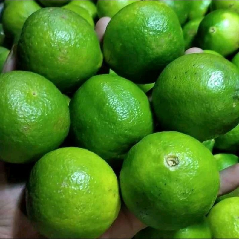 Jual Jeruk Nipis ,Jeruk Pecel 7000/Kg | Shopee Indonesia Jual Jeruk Nipis ,Jeruk Pecel 7000/Kg | Shopee Indonesia