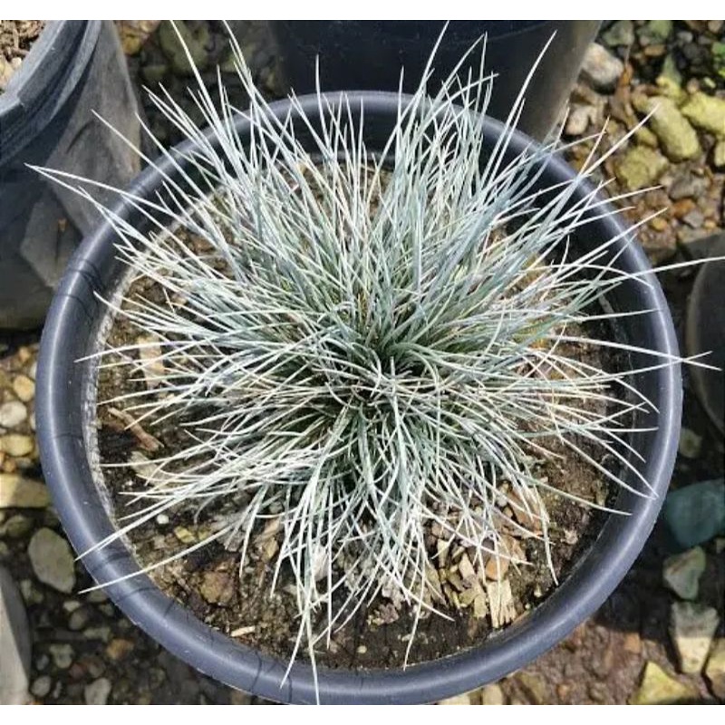 Jual tanaman rumput festuca/rumput biru | Shopee Indonesia