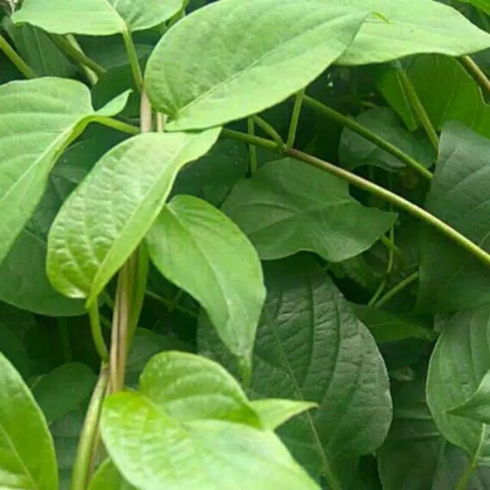Jual Daun kentut | Daun simbukan 100 gram | Shopee Indonesia