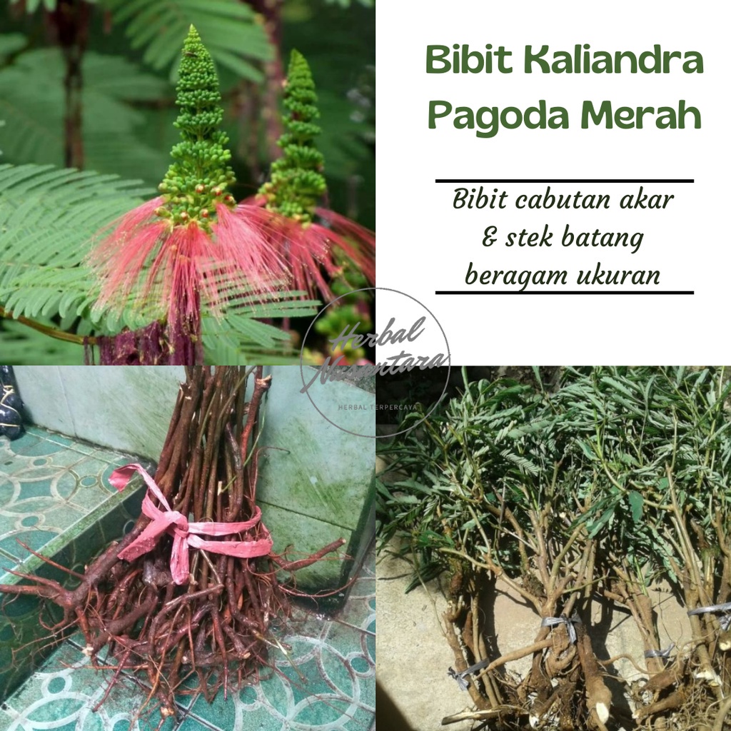 Jual Bibit Tanaman Kaliandra Pagoda Merah - Bibit Kaliandra | Shopee ...