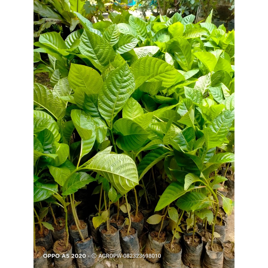 Jual Bibit Tanaman Kayu Jabon Putih - Tanaman Kayu pertumbuhan cepat ...