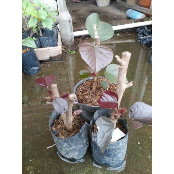 Jual WARU MERAH | Shopee Indonesia